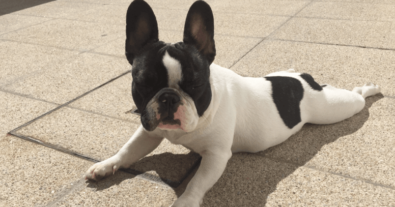 15 fun facts you need to know about the French Bulldog