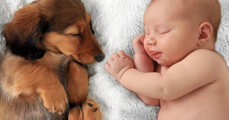 Criar a un bebé con un perro o gato: todo lo que hay que saber