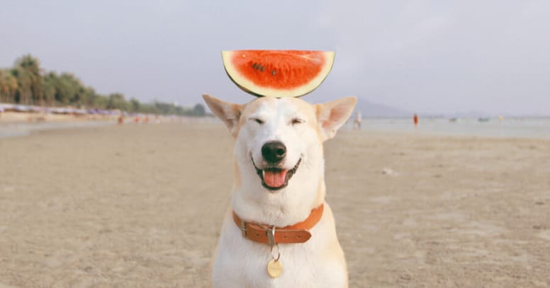 Frutas que pueden comer los perros: la lista completa