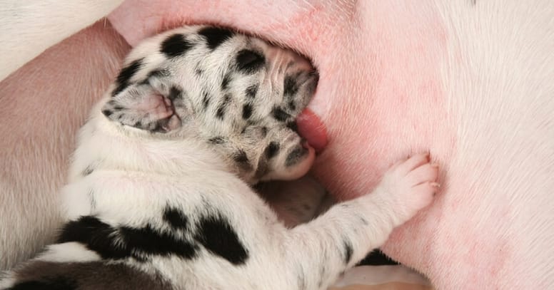 Por qué es importante el calostro para los perros