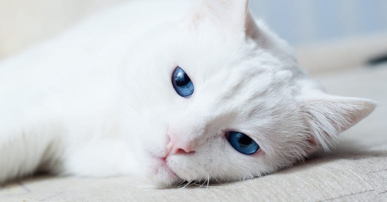 Cáncer de piel en gatos: síntomas, tratamientos y alimentación
