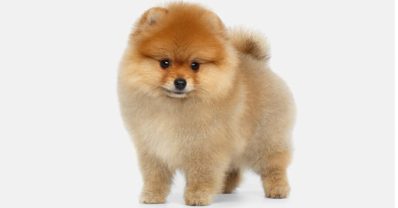 Perros enanos: razas que te enamorarán