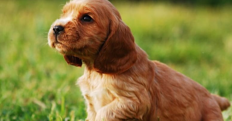 Cani rossi: quali sono le razze di questo colore?