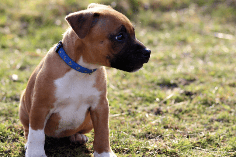 Teach your dog to sit like a pro