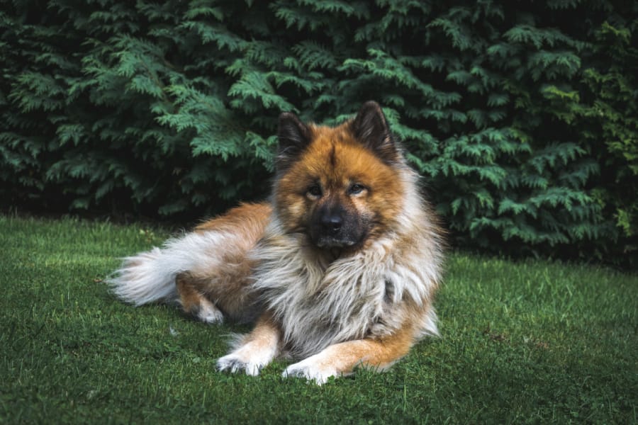 Pies jak lew, czyli mastif tybetański